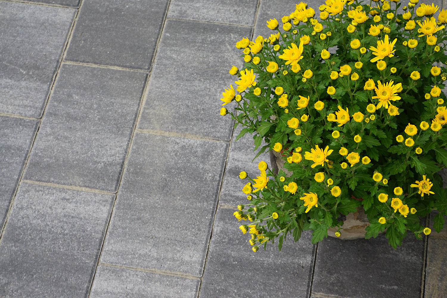 TRANSKOP Paraćin : BEHATON CLASSIC MODEL 30x20 : GALERIJA